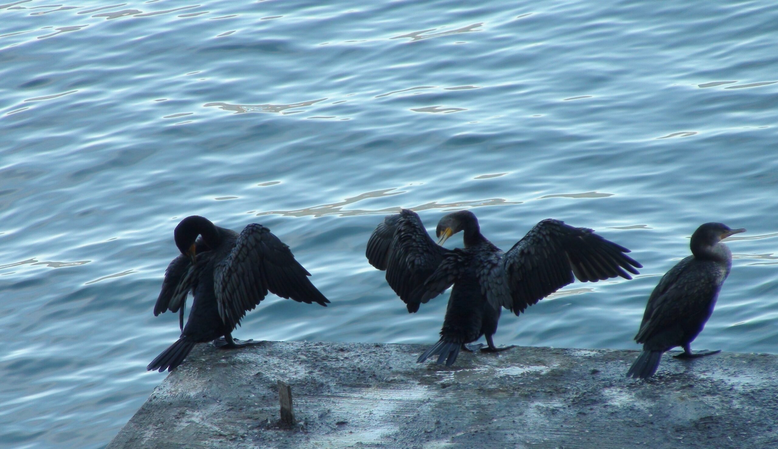 Seabird's Love Ballet - Daum