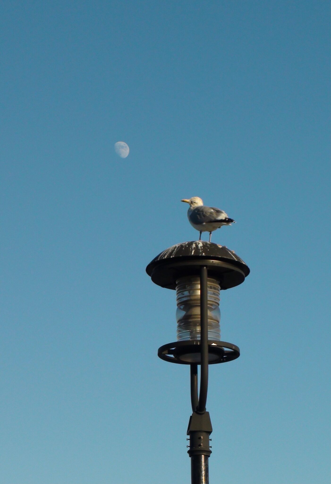 The Seabirds and The Moon - Daum